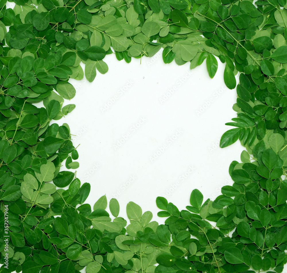 moringa oleifera frame background in round shapes. nature frame of ...