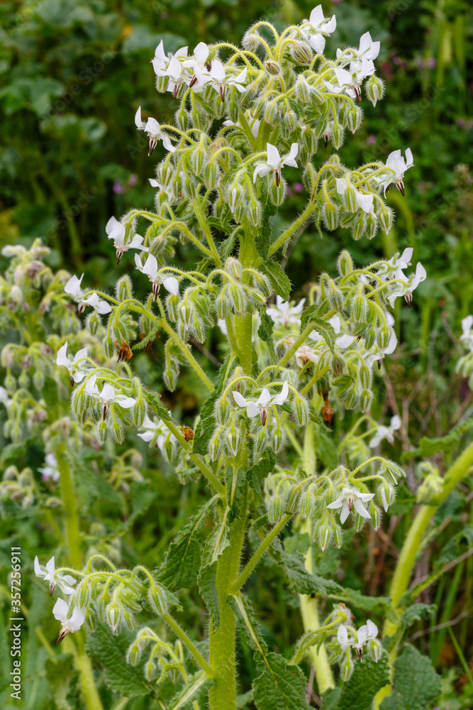 Borago officinalis alba. White common borage plant. Stock Photo | Adobe ...