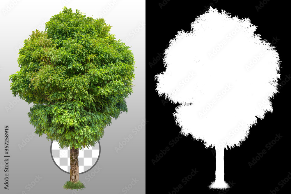 Cut out green tree isolated on transparent background via an alpha ...