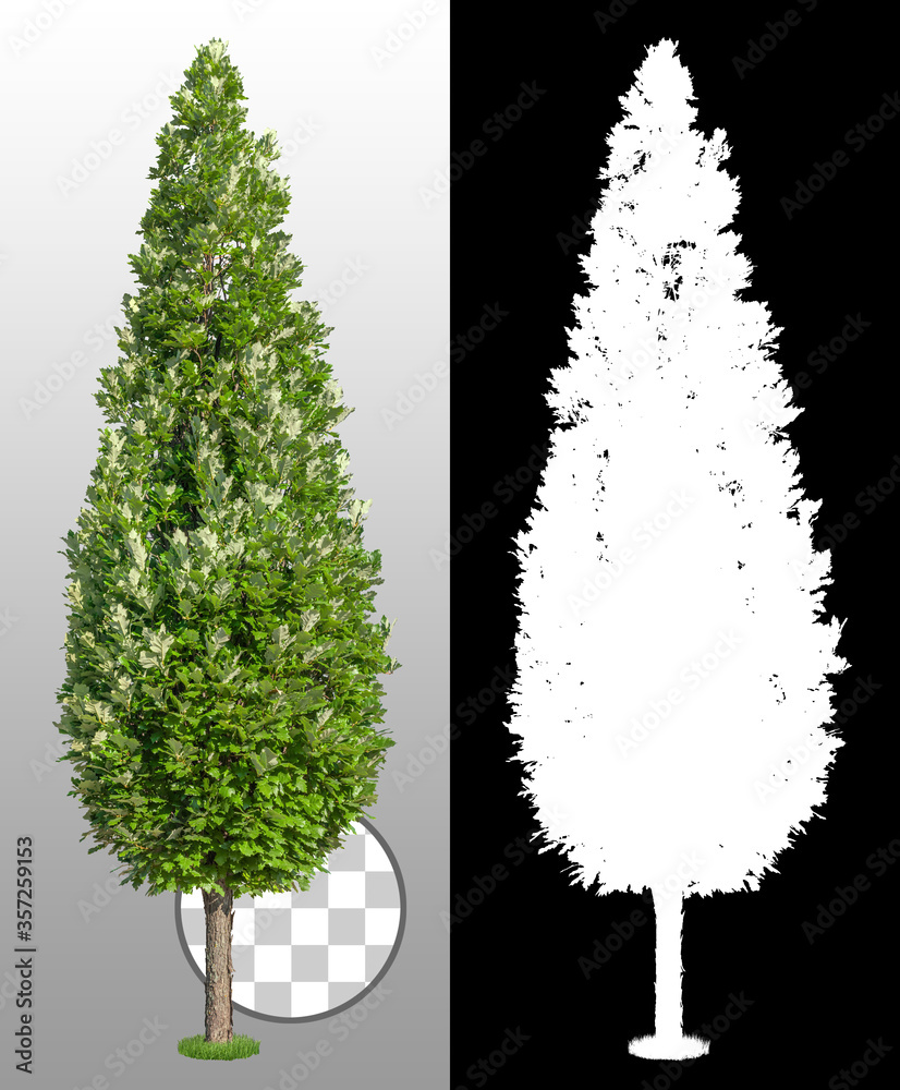 Oak. Cut out green tree isolated on transparent background via an alpha ...