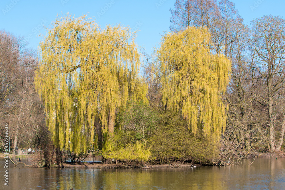Weeping Willow (in german Echte Trauerweide) Paulownia tomentosa Stock ...