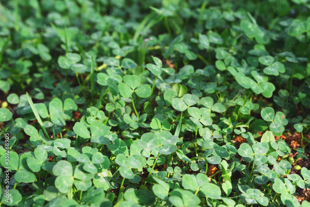 Clover leaves with water drops in the sunlight. Clover leaves on a ...