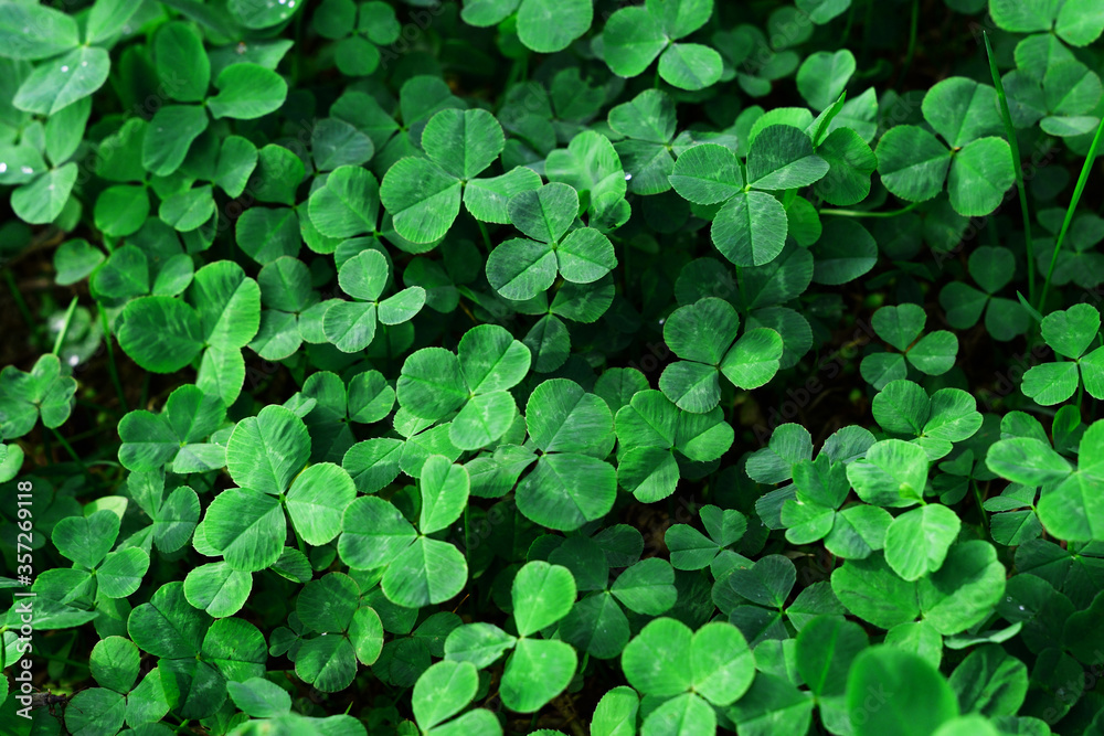 Clover leaves with water drops in the sunlight. Clover leaves on a ...