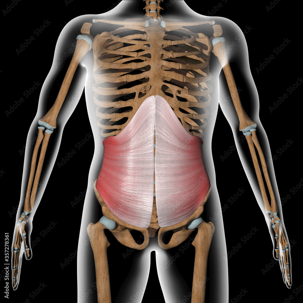 3d Illustration of the Transverse Abdominal Muscles on Xray Body Stock ...
