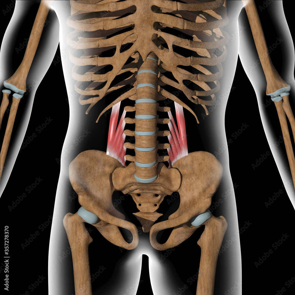 3d Illustration of Quadratus Lumborum Muscles on Xray Body Stock ...