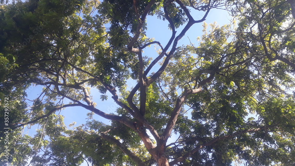 Pau brasil, brazilian tropical tree Stock Photo | Adobe Stock