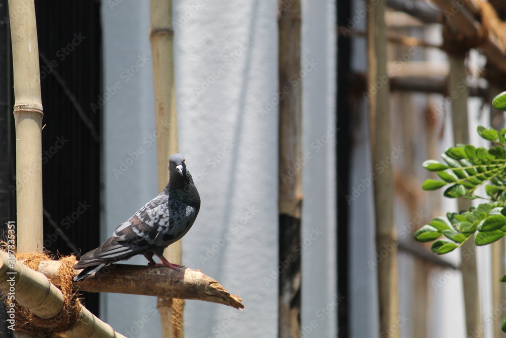 Foto de Columbidae is a bird family consisting of pigeons and doves. It ...