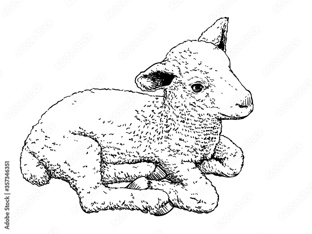 Hand drawn sketch of lamb Vector illustration Stock Vector | Adobe Stock