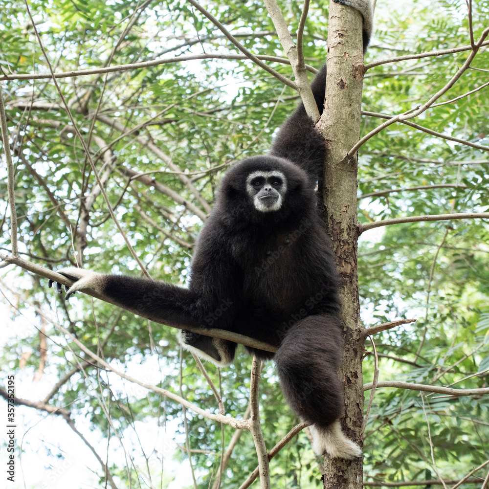 gibbon à mains blanche dans la forêt équatoriale, white-handed gibbon ...
