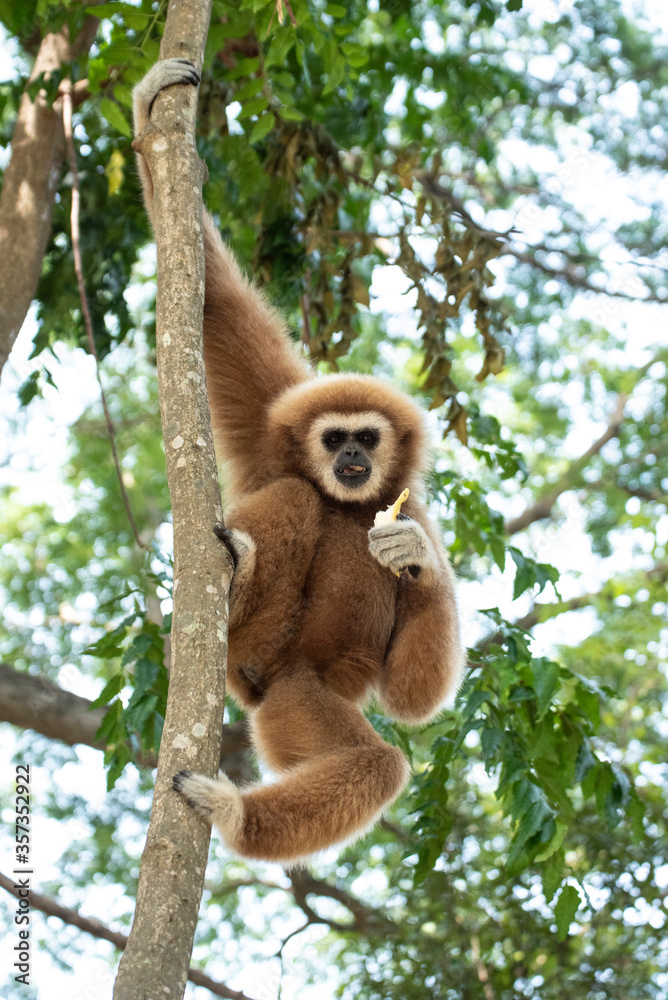 Foto de gibbon à mains blanche dans la forêt équatoriale, white-handed ...