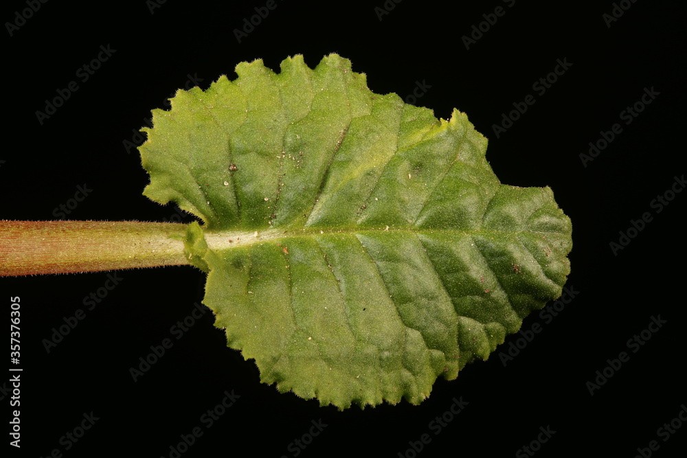 Primrose (Primula vulgaris). Leaf Closeup Stock Photo | Adobe Stock