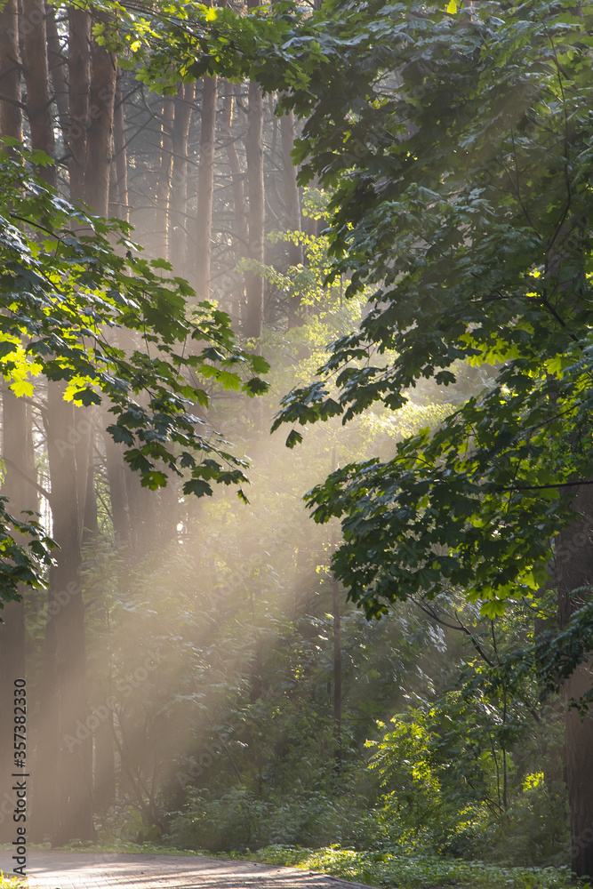 Foto Stock Rays of sunlight break through the leaves in the forest ...
