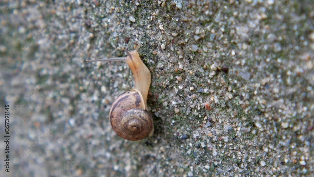 Young snail after the rain on a concrete wall, garden snail moves ...
