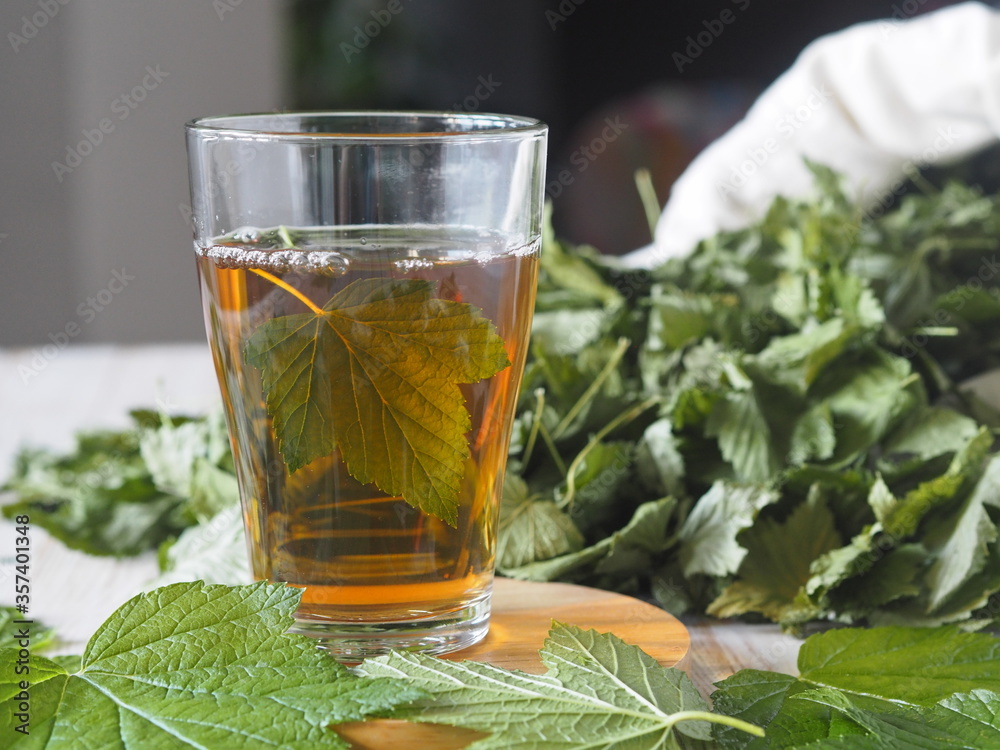 The season of collecting young leaves of blackcurrant for drying and ...