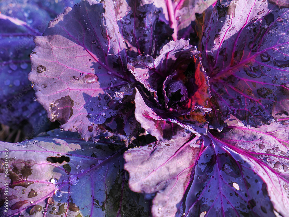 Purple cabbage with water drop iin organic farm ingredient of healthy ...