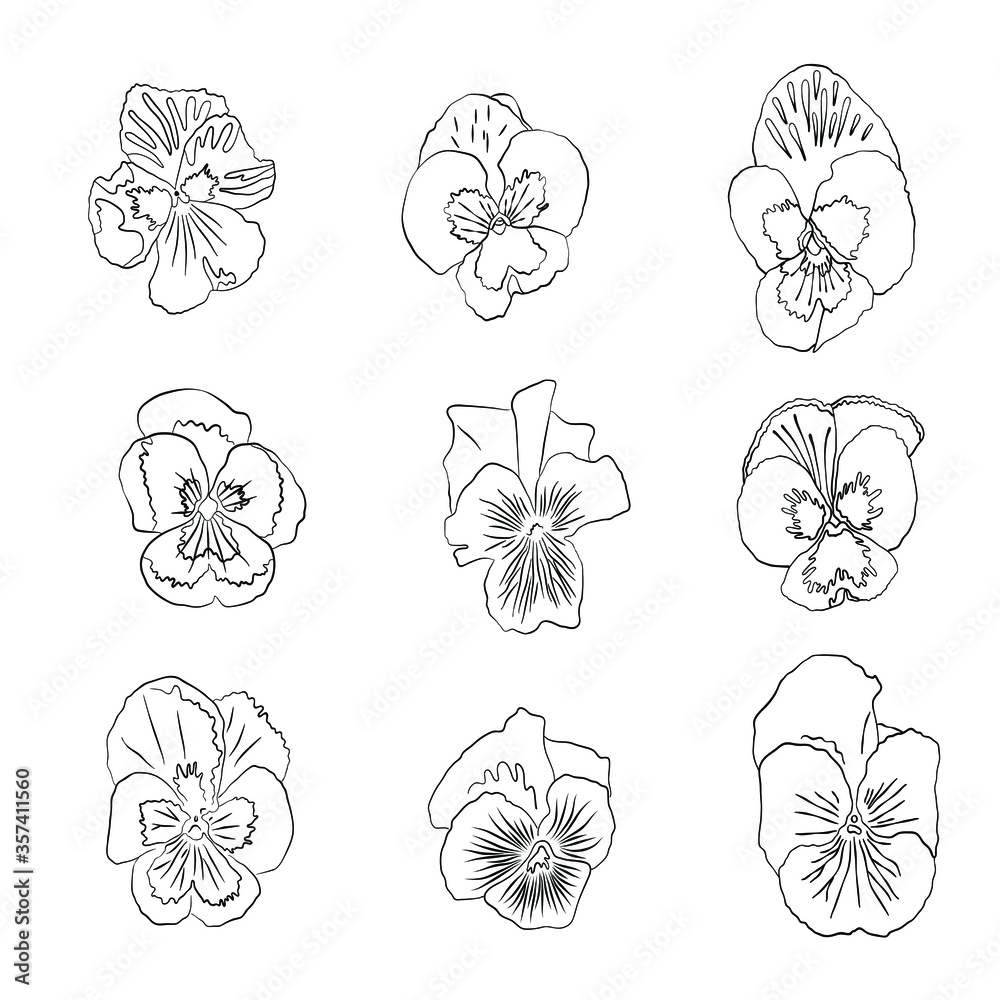 Set of pansies flowers. Pansy flower vector. Hand drawn outline vector ...