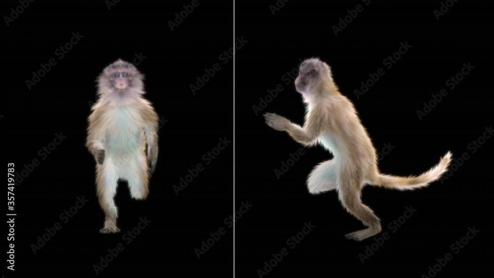 monkeys Jump CG fur 3d rendering animal realistic CGI VFX Animation ...