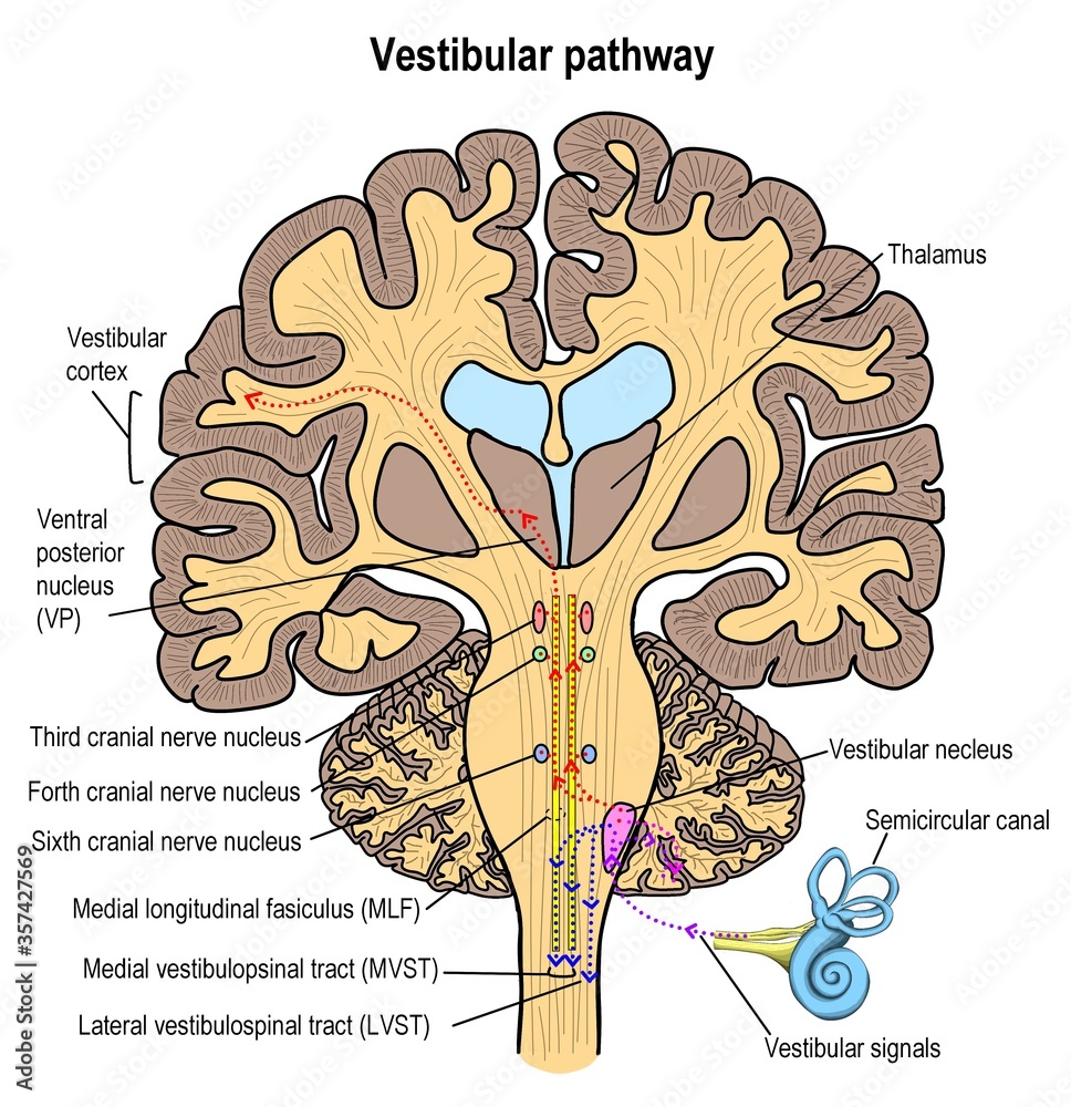 Poster The pathway of balancing in human canvayed by the track of ...