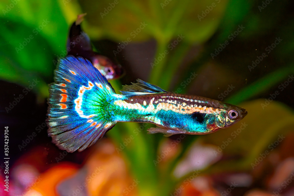Guppy breeding form fancy guppy.The guppy (Poecilia reticulata), also ...