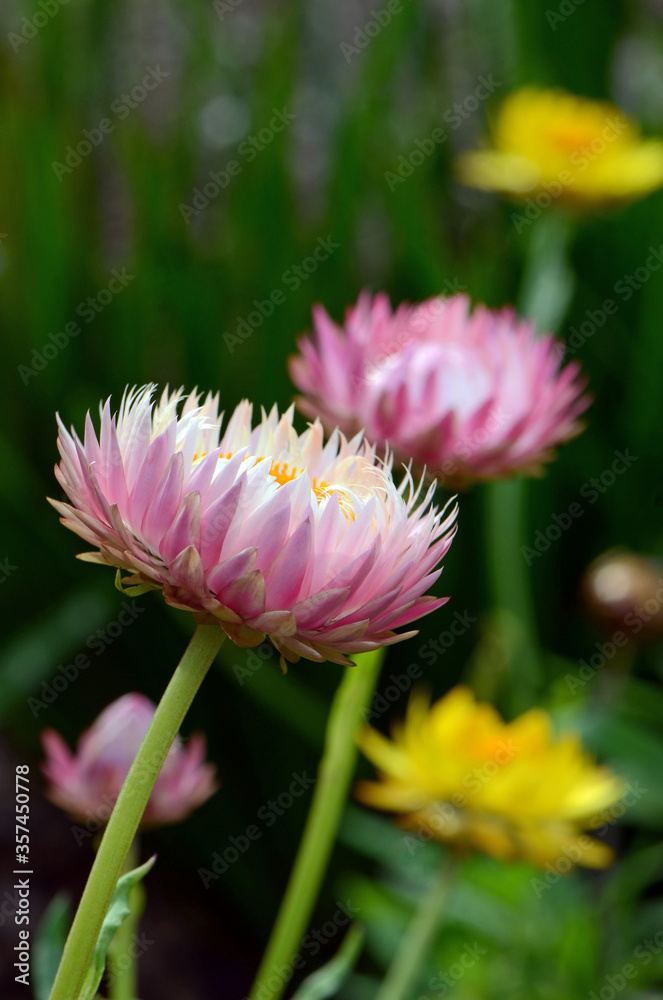 Australian native pink and white everlasting daisy flower; Xerochrysum ...