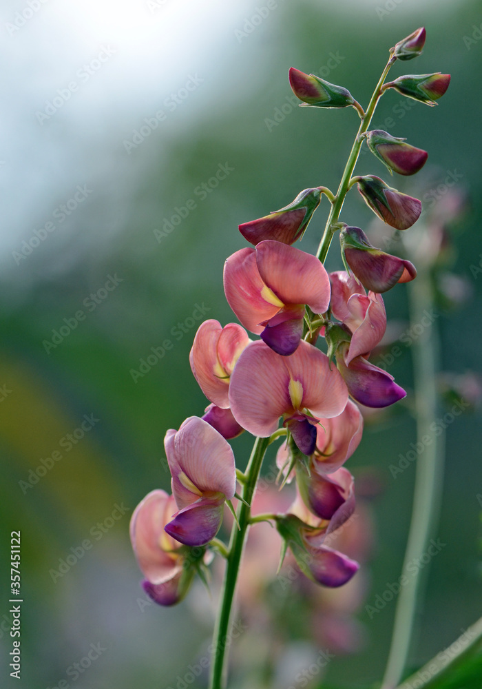 Indigofera Australis