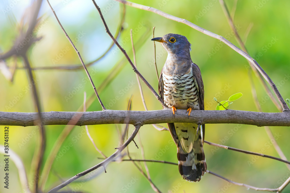 The Indian cuckoo (Cuculus micropterus) is a member of the cuckoo order ...