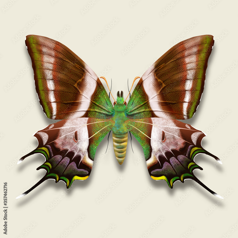 Illustration of a rare species of swallowtail butterfly from North ...