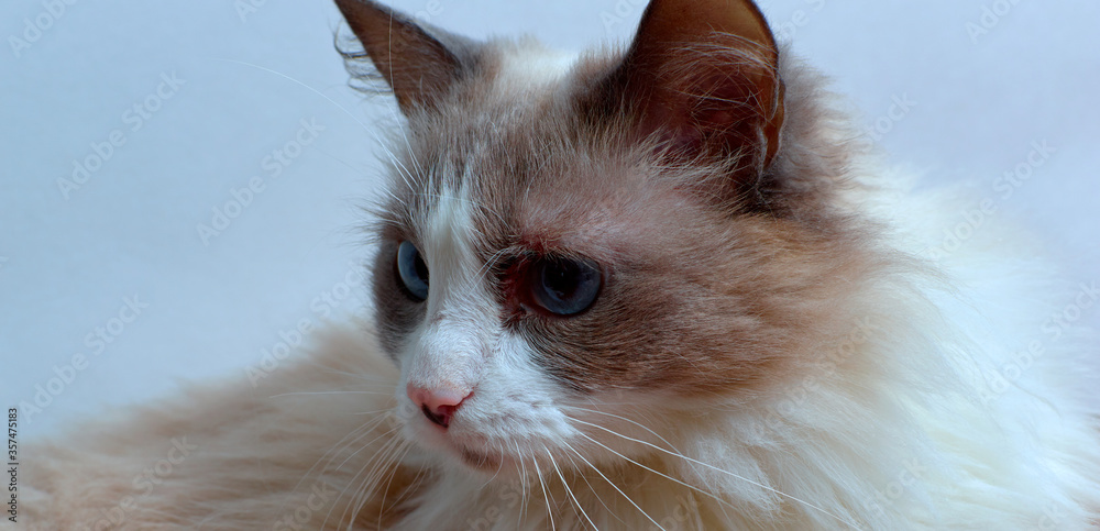 Allergic skin diseases in domestic cats. cat's wound from dermatitis ...