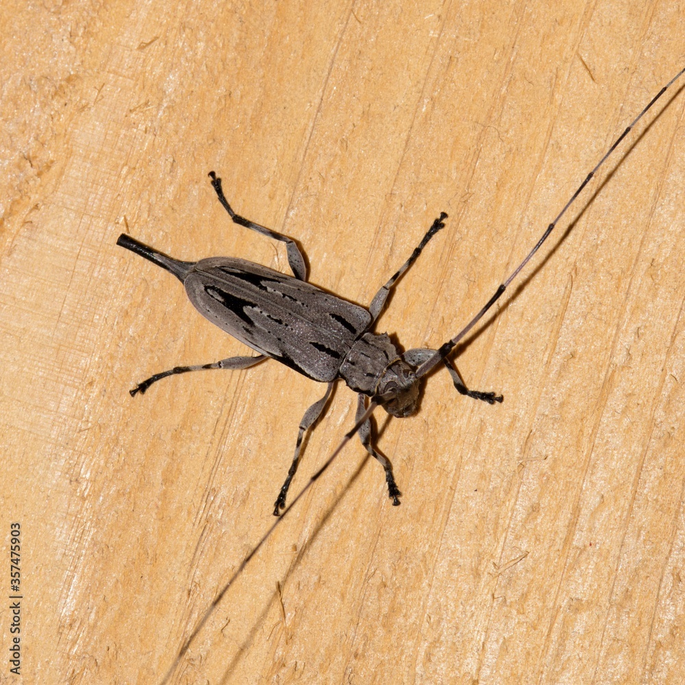 Lesser Pine Borer (Acanthocinus nodosus) beetle on wooden board, female ...