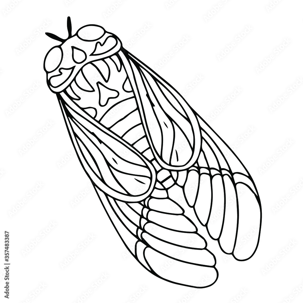 beautiful insects, night-fly, vector illustration isolated on white ...