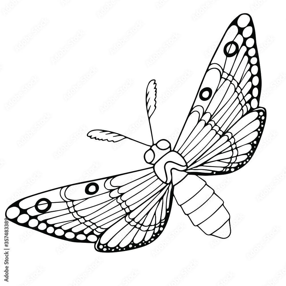 beautiful insects, night-fly, vector illustration isolated on white ...