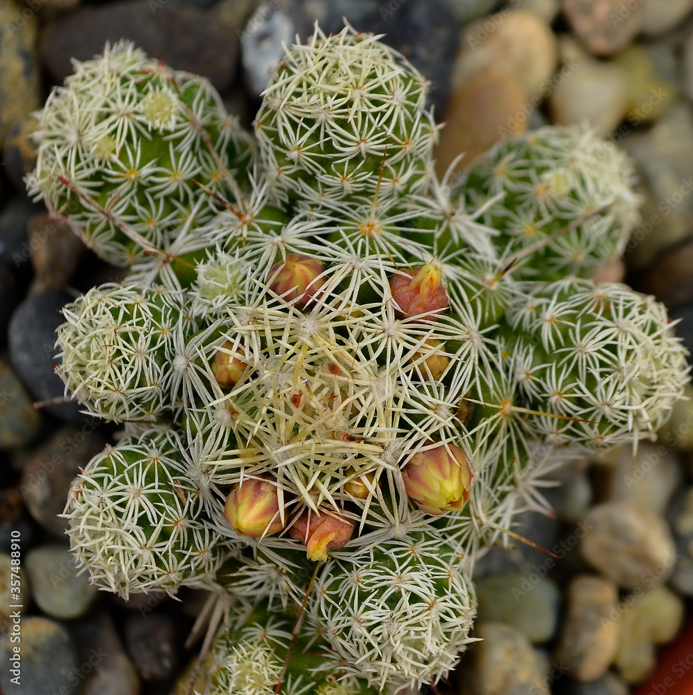variades de cactus, con espinas de colores primera plana Stock Photo ...