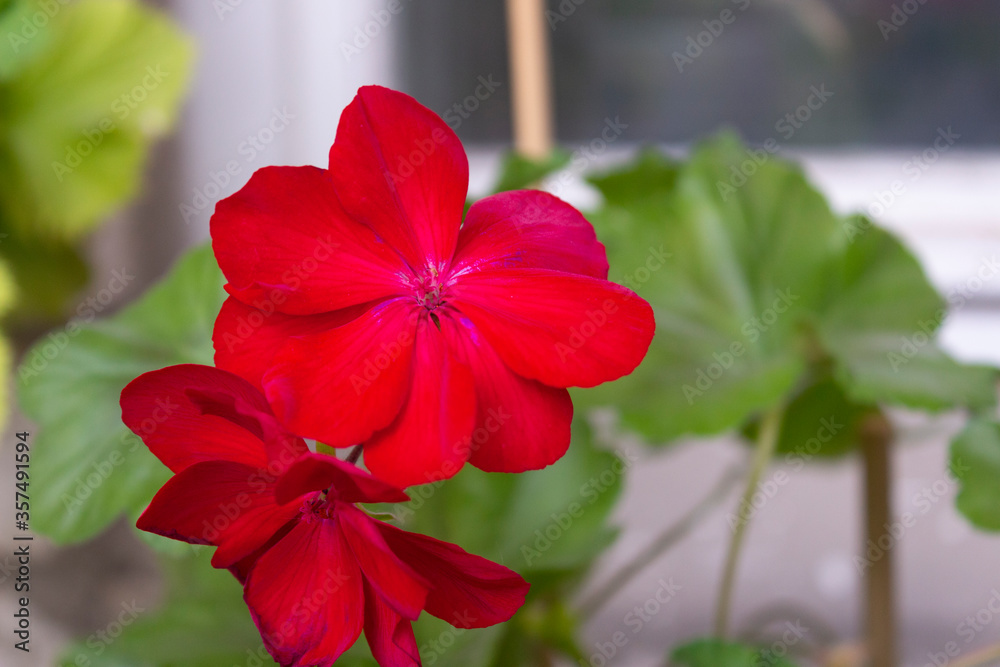Very large and bright red flowers belong to the zonal pelargonium plant ...