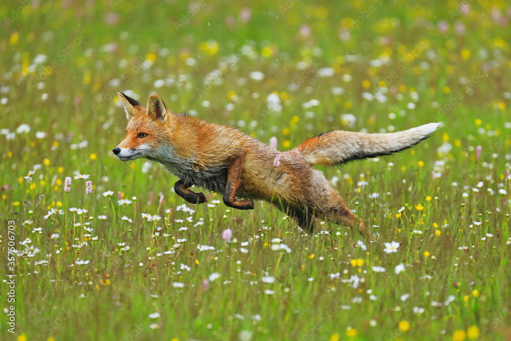 Red Foxes Hunting