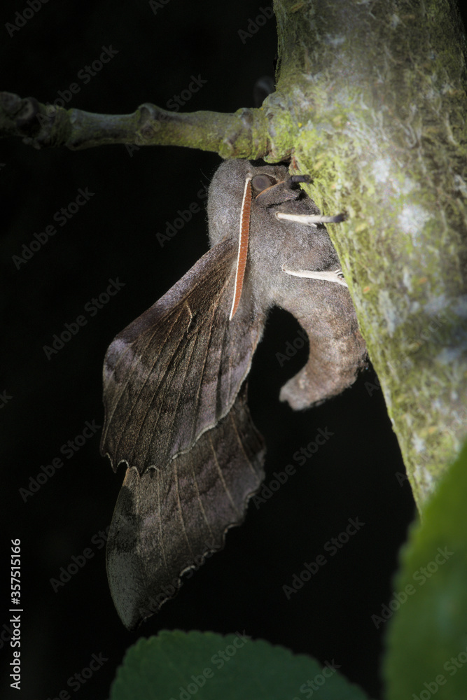 Poplar hawk moth shows its upwardly curved body, and extensive wings ...