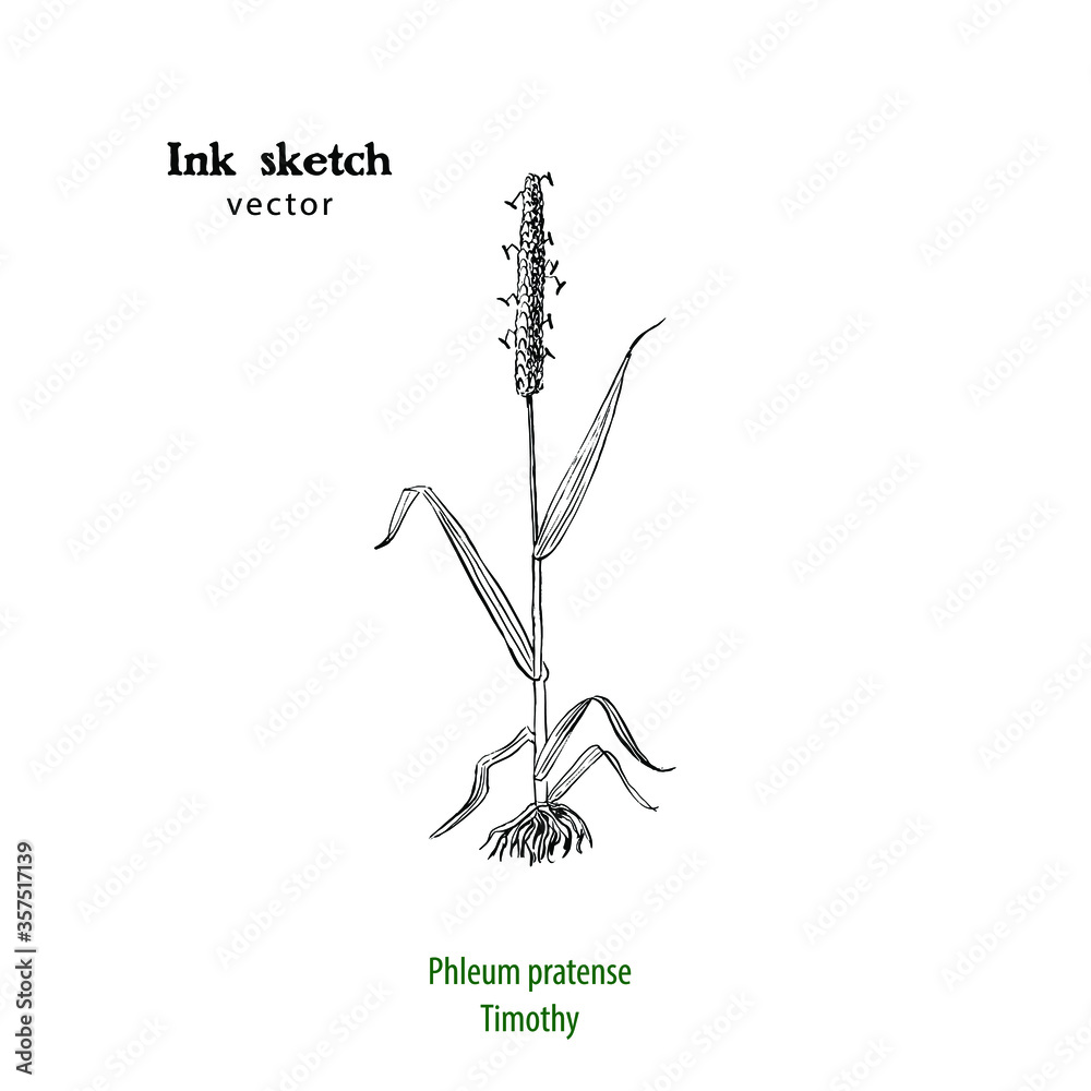 Hand drawn illustration of Timothy grass, Phleum pratense with pollen ...