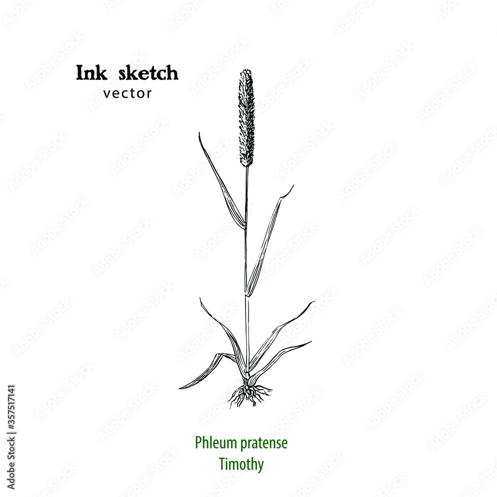 Hand drawn illustration of Timothy grass, Phleum pratense. black and ...