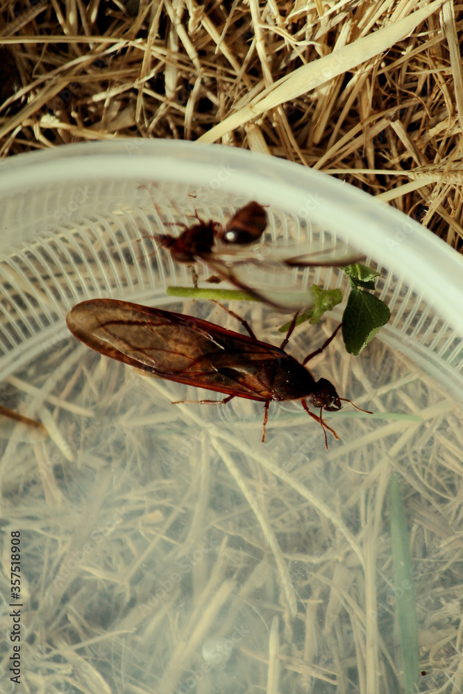 Chicatanas. Traditional food from Oaxaca. Mexican food. Ants with wings ...