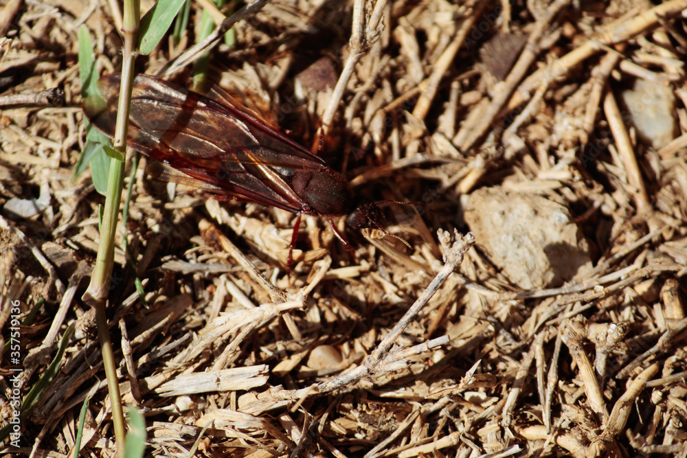 Chicatanas. Traditional food from Oaxaca. Mexican food. Ants with wings ...