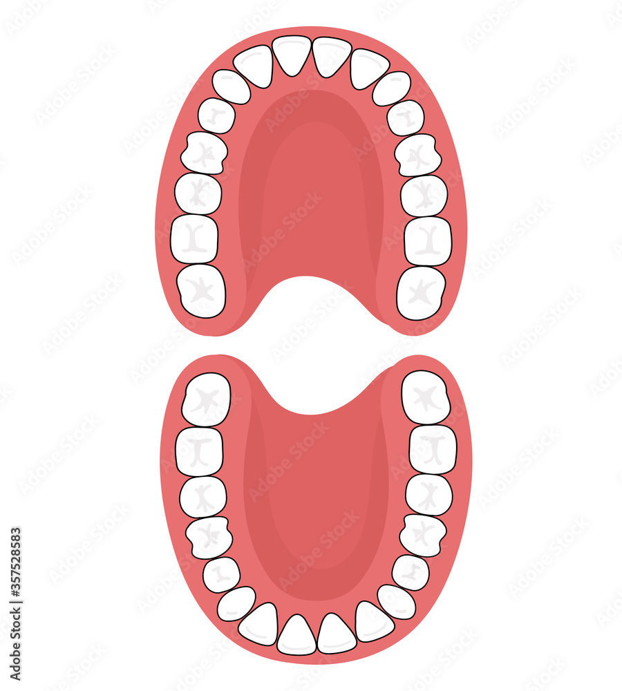 The permanent dentition is comprised of 32 teeth. Stock Vector | Adobe Stock