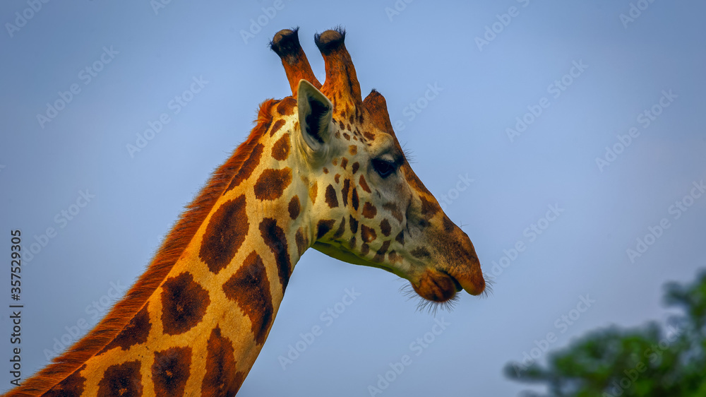 extrem close up of male masai giraffe face and bald tips of the ...