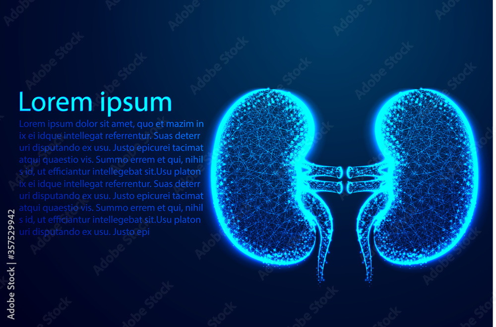 Kidney Human Anatomy. form lines and triangles, point connecting ...