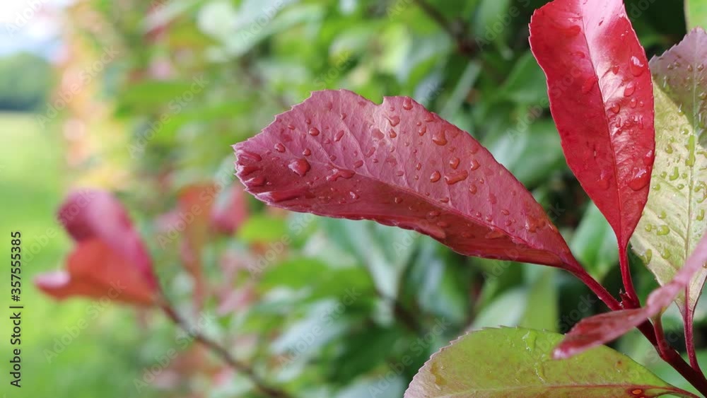 Red Robin Photinia hedge on springtime. Red leaf of Photinia fraseri ...
