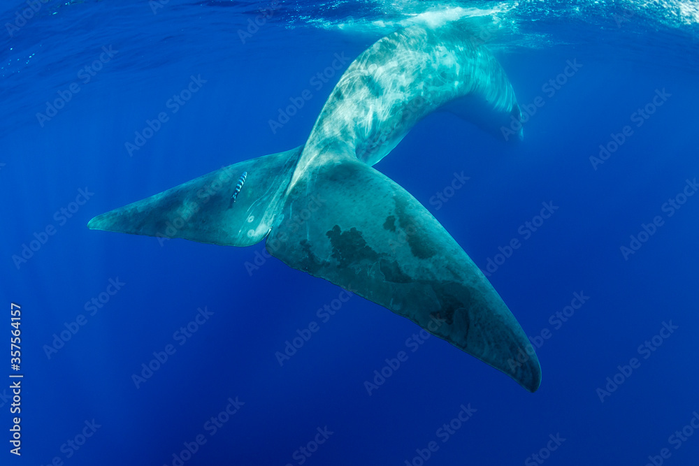 Fin whale tail fluke, Atlantic Ocean, Pico Island, The Azores. Stock ...