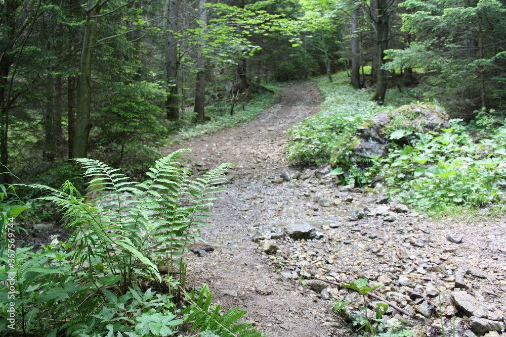 Lesny szlak Stock Photo | Adobe Stock