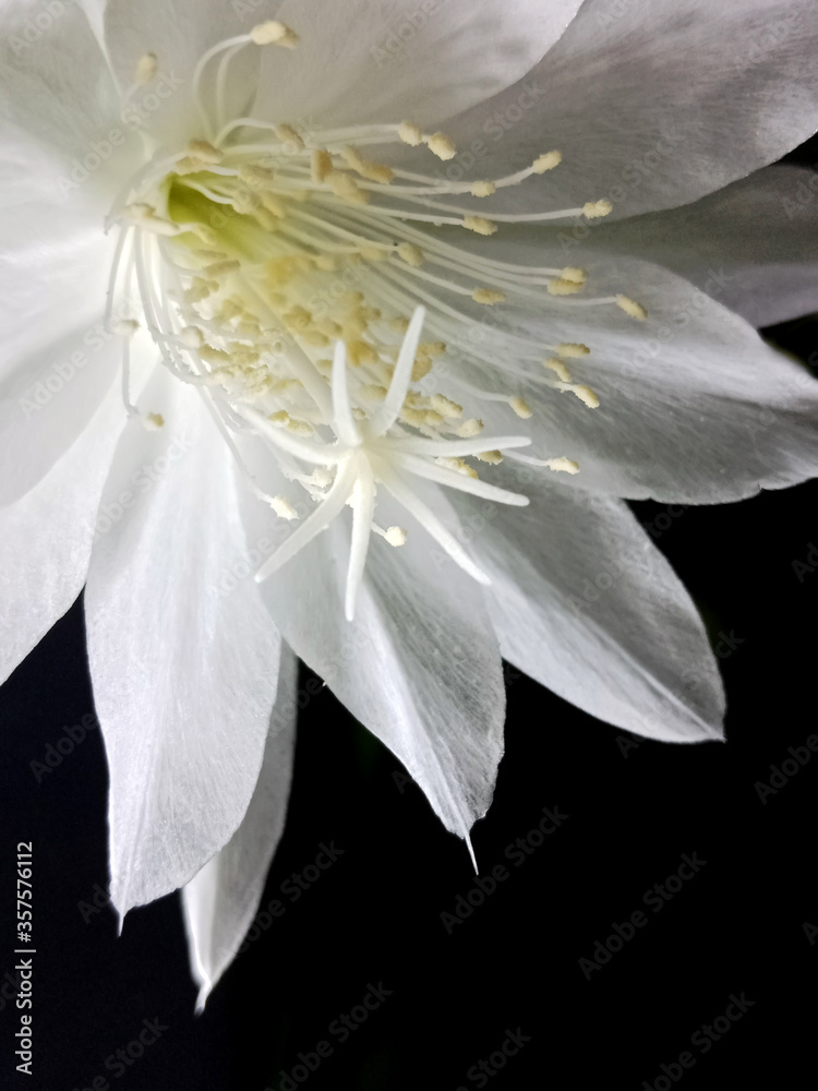 Detail close up and vibrance colors of the blooming Wijaya Kusuma ...