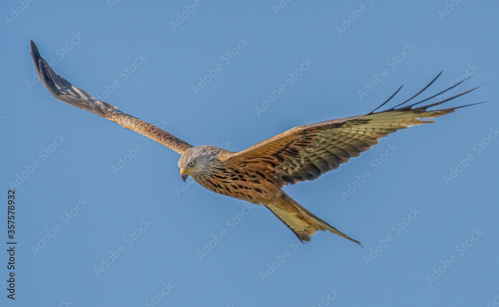 Rotmilan im Flug Stock Photo | Adobe Stock