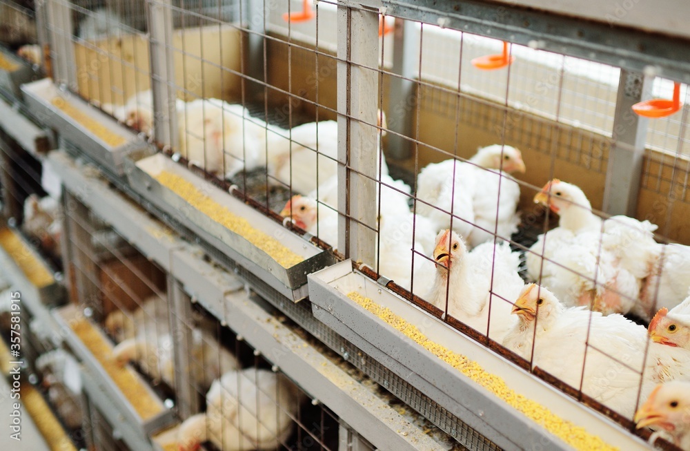 chicken; broiler; agriculture; farming; farm; food; feed; meat; natural ...