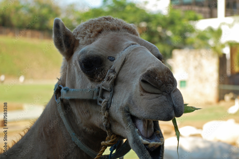 Camel at Baluarte zoo in Vigan, Ilocos Sur, Philippines Stock Photo ...