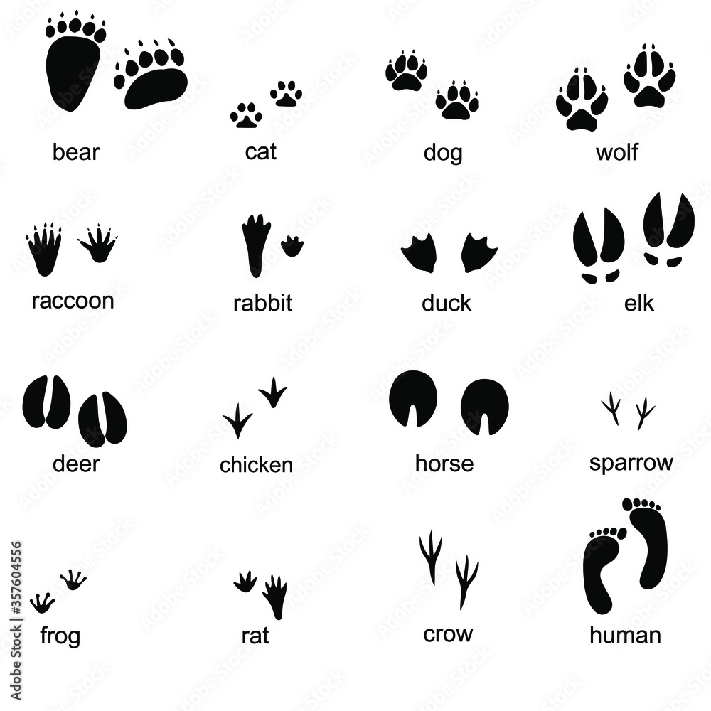 Vector set of different footprints isolated on white background. Stock ...